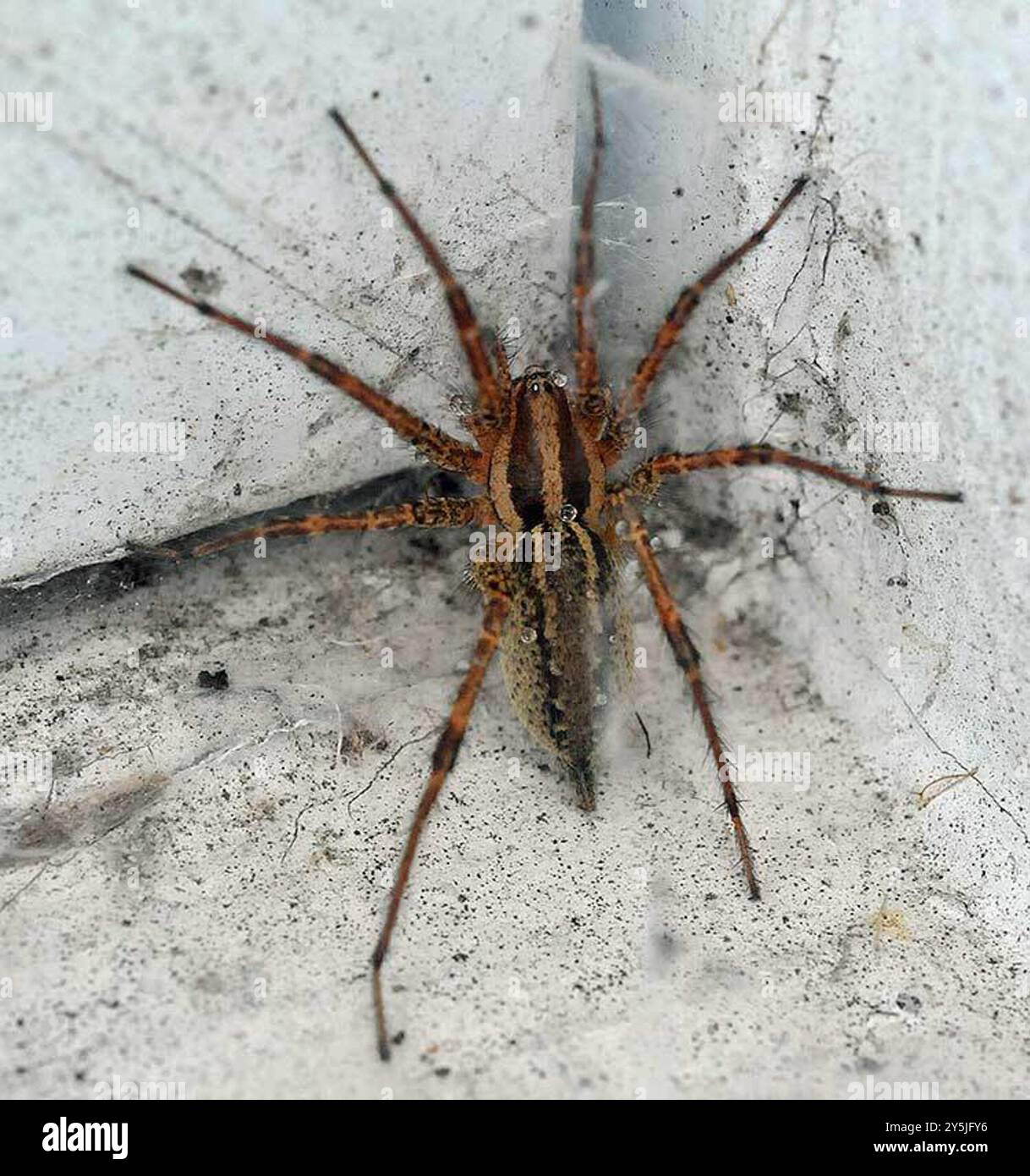 Grass Spiders (Agelenopsis) Arachnida Stock Photo - Alamy