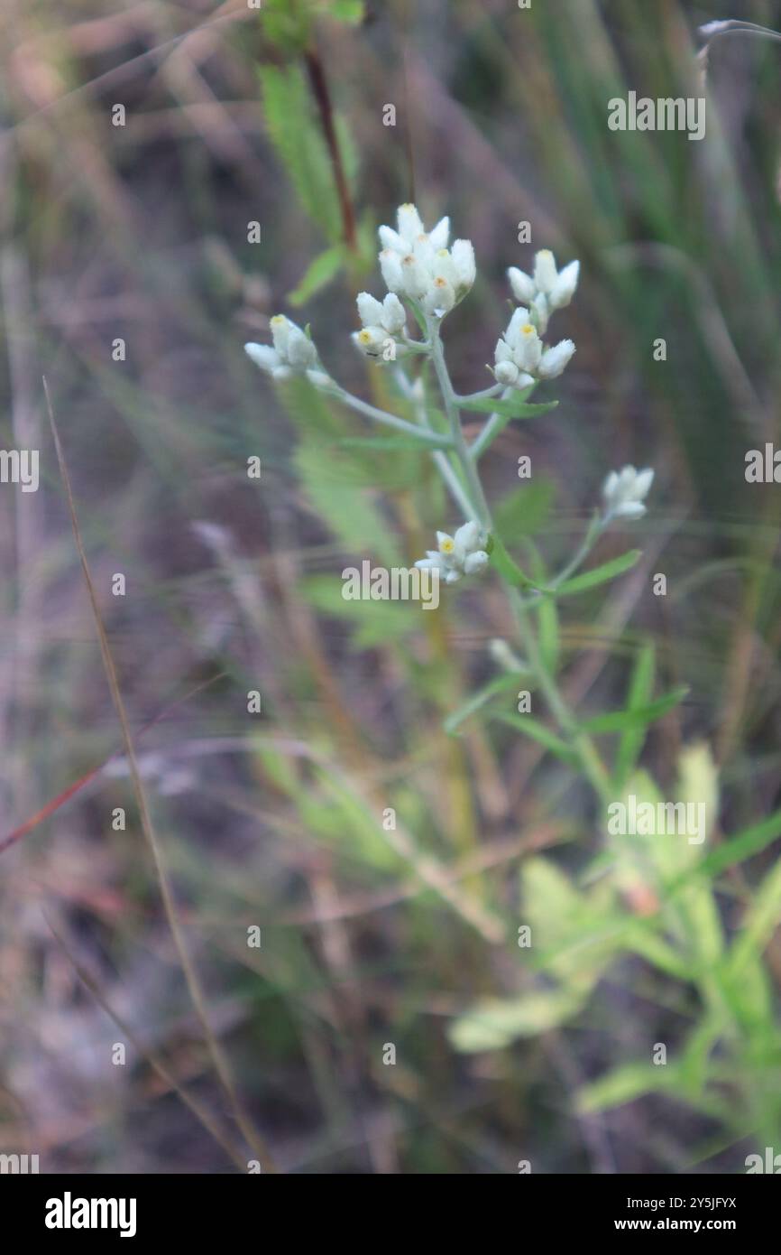 sweet everlasting (Pseudognaphalium obtusifolium) Plantae Stock Photo ...