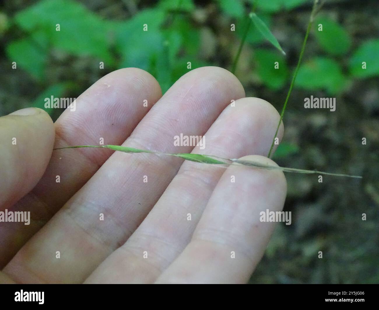 Long-awned Wood Grass (Brachyelytrum erectum) Plantae Stock Photo - Alamy
