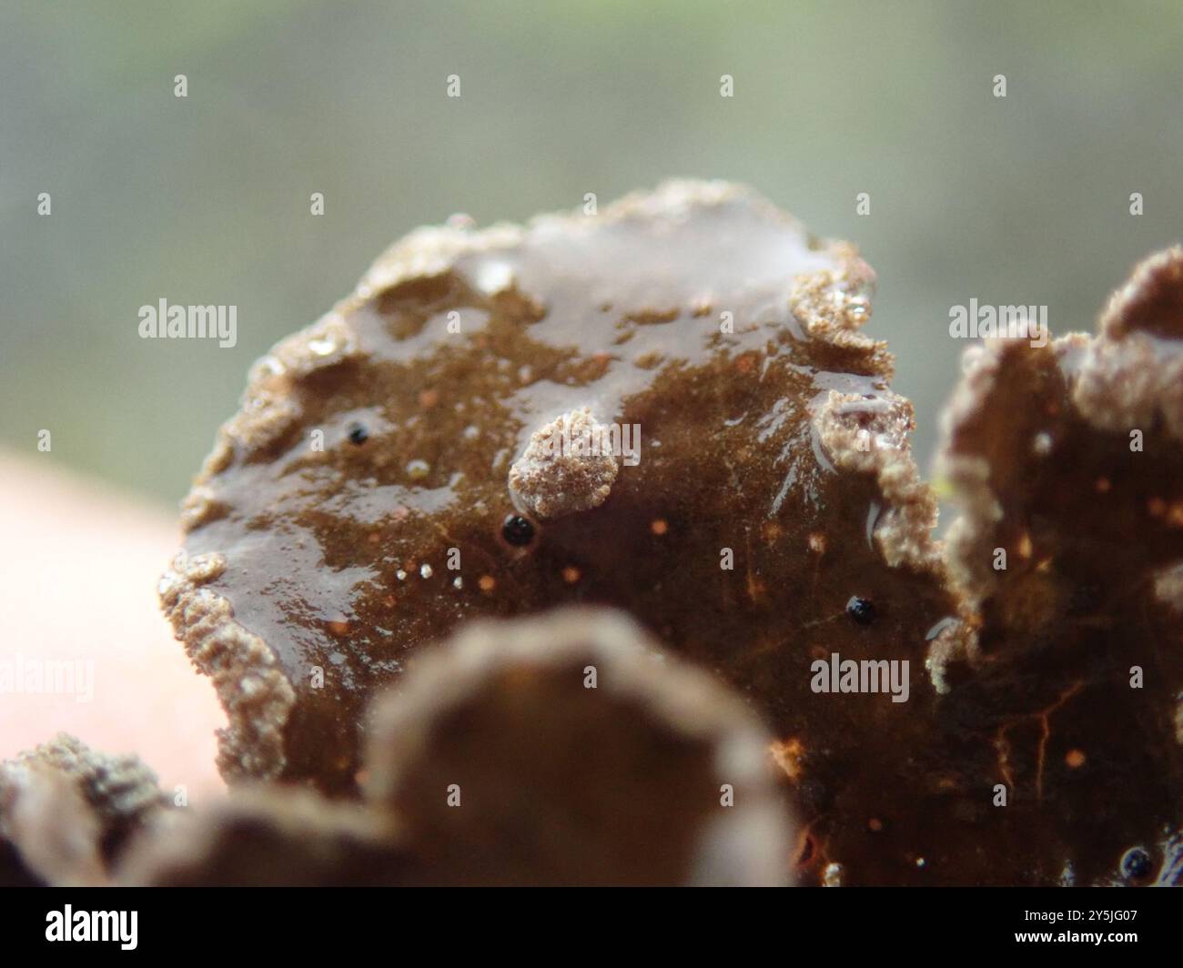 Powdered Moon Lichen (Sticta limbata) Fungi Stock Photo - Alamy