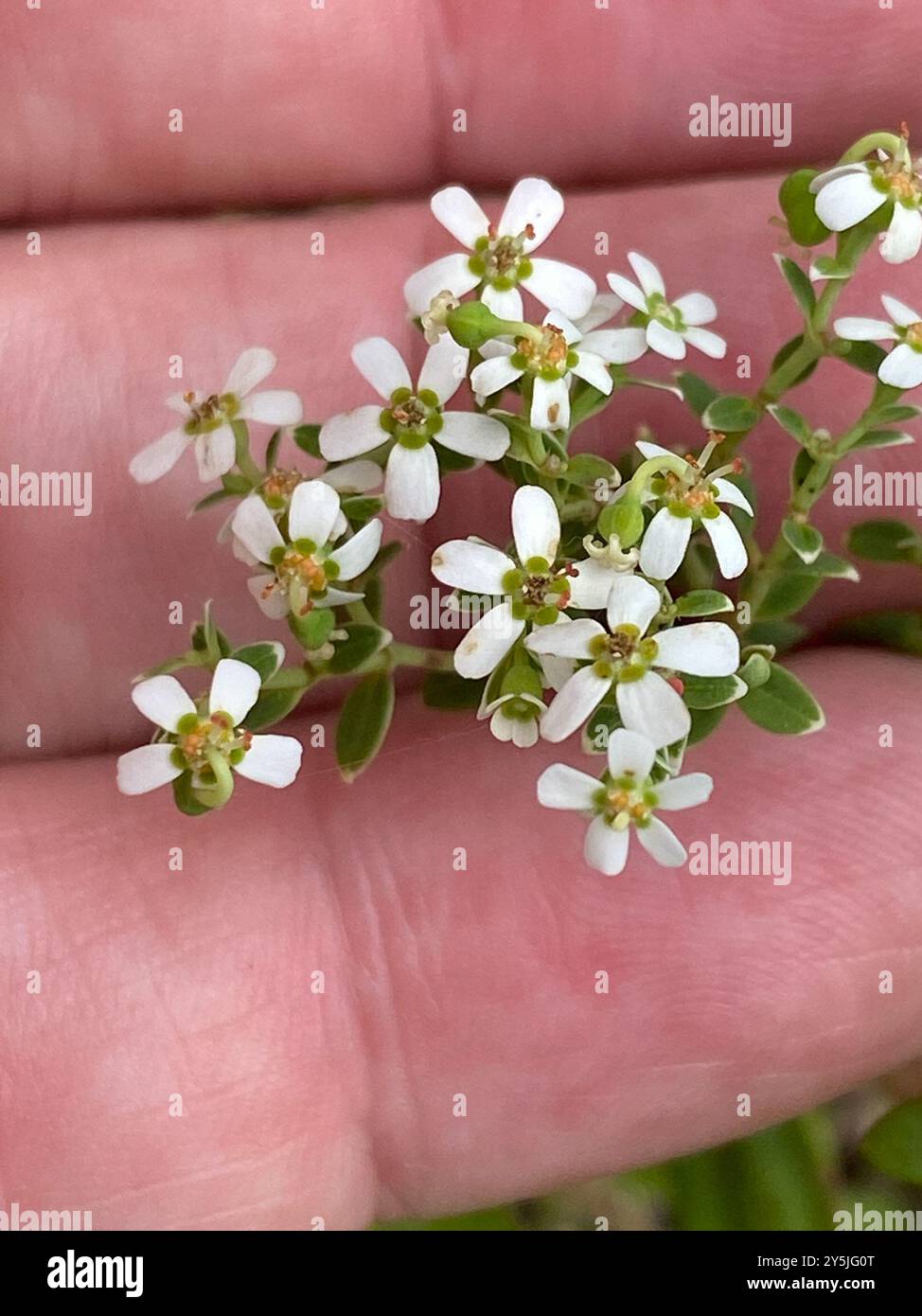False Flowering Spurge (Euphorbia pubentissima) Plantae Stock Photo - Alamy