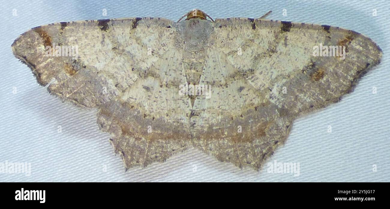 Southern Pine and Cypress Angles (Macaria bicolorata) Insecta Stock ...