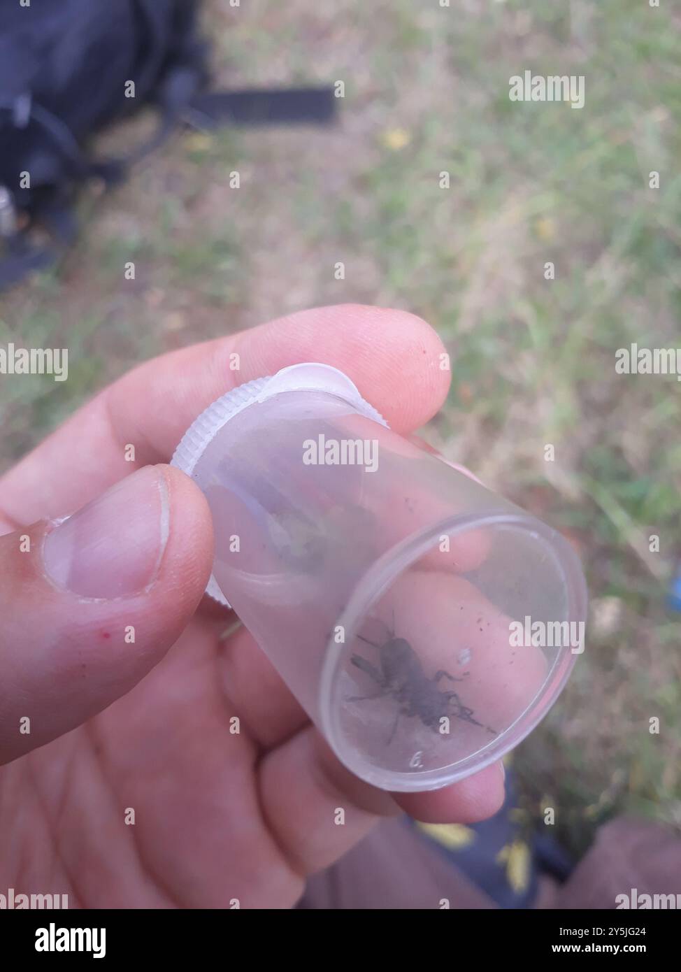 European Field Cricket (Gryllus campestris) Insecta Stock Photo - Alamy