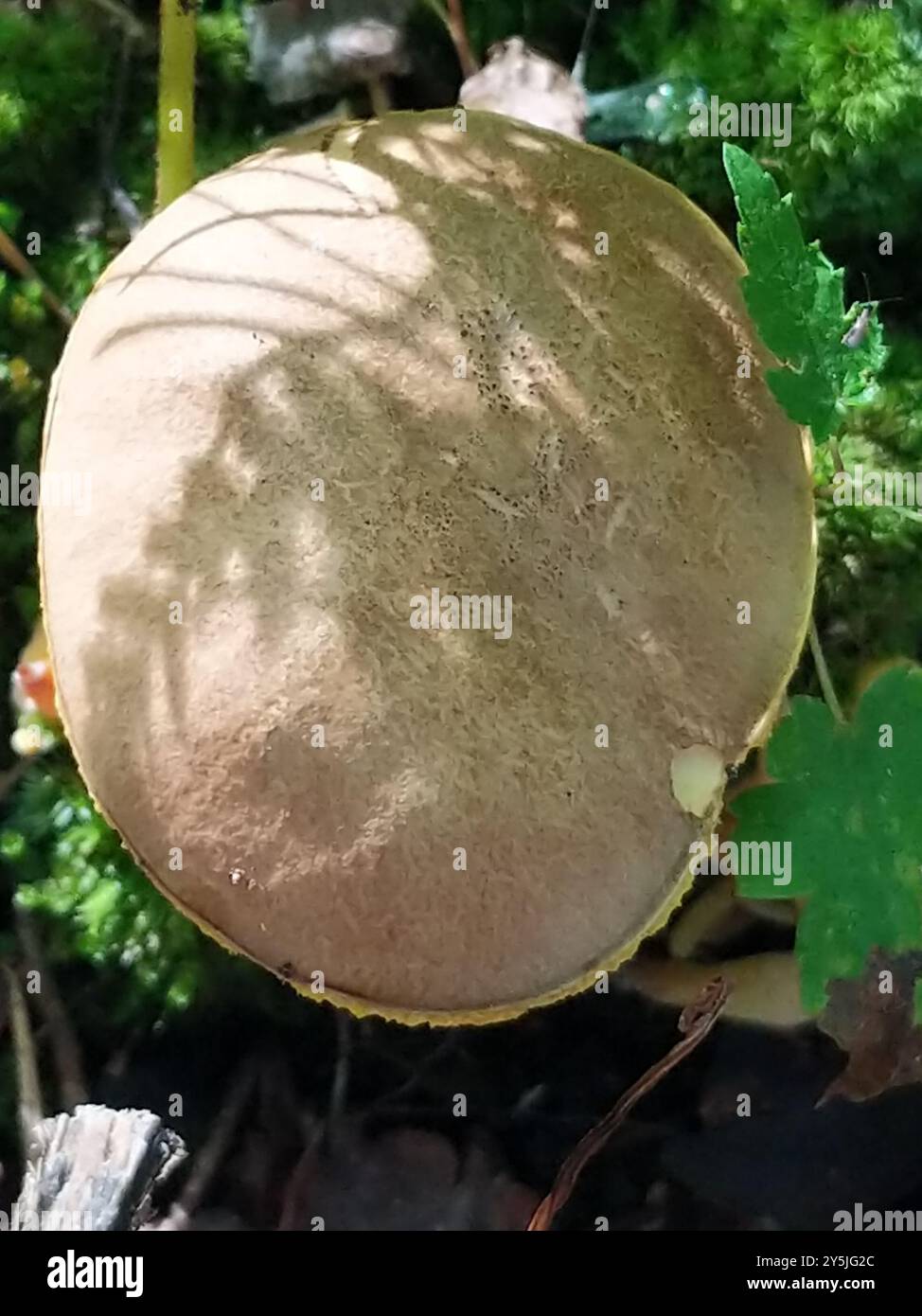 boletes (Boletaceae) Fungi Stock Photo - Alamy