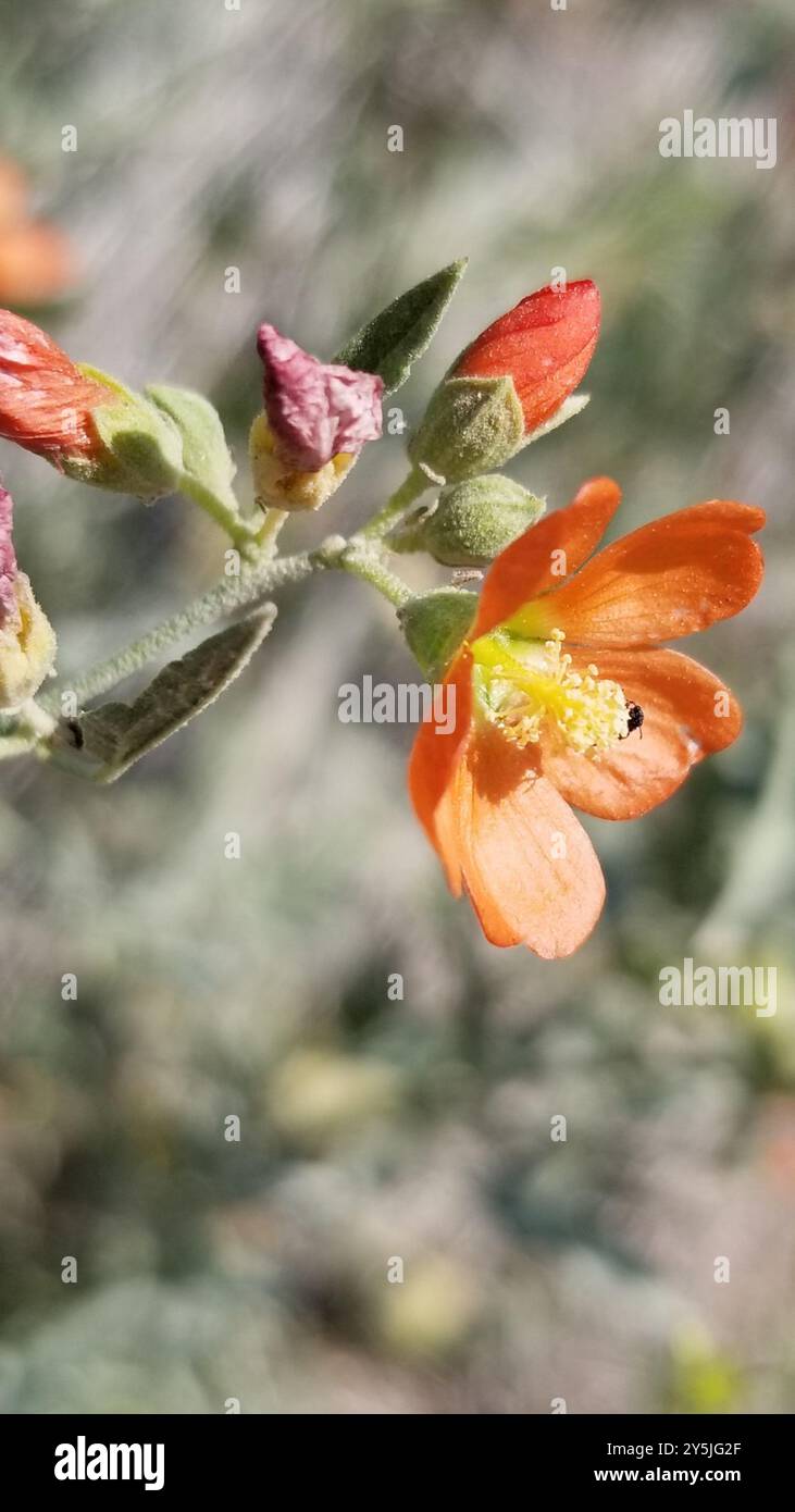 Fendler's Globemallow (Sphaeralcea fendleri) Plantae Stock Photo - Alamy