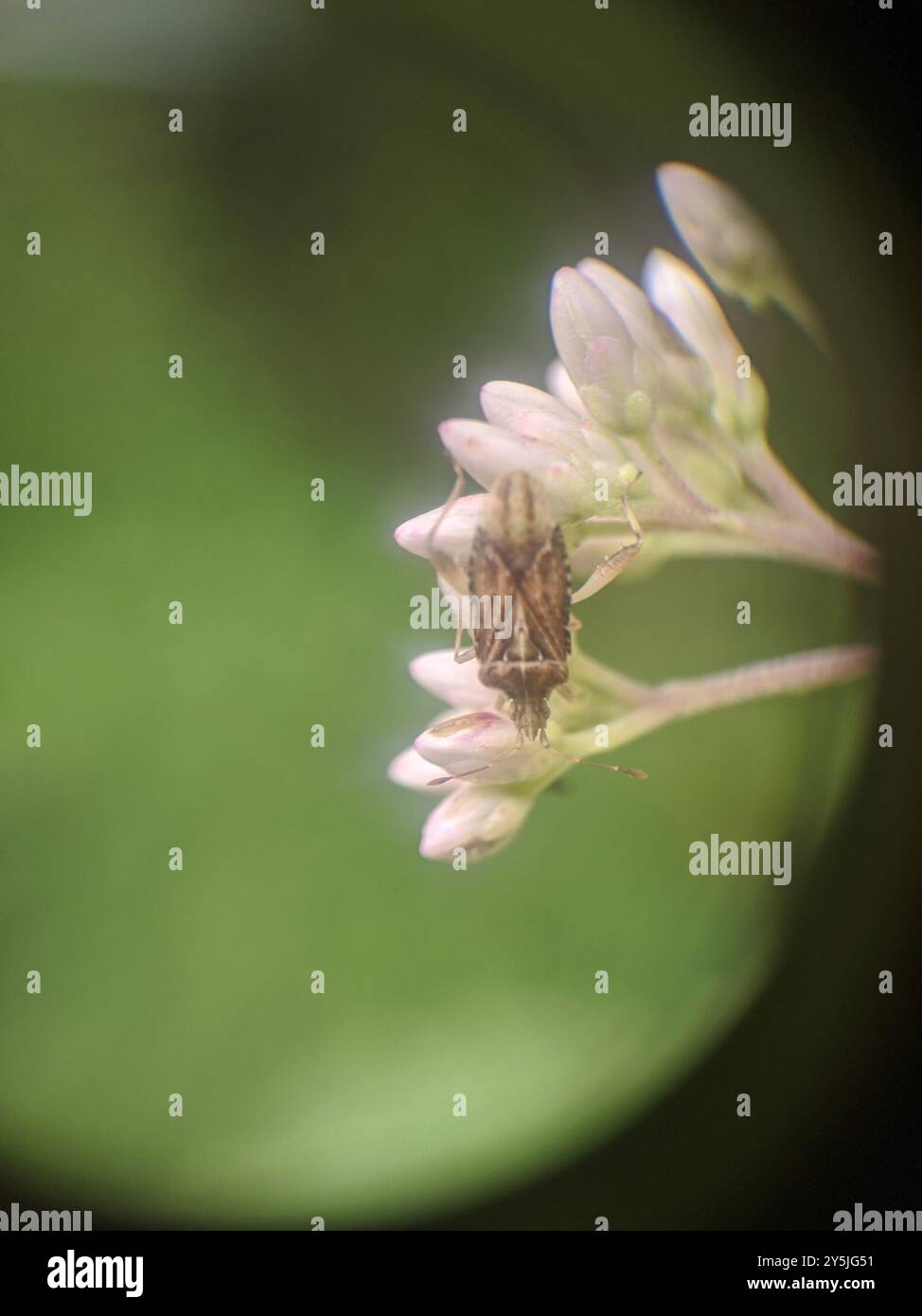 False chinch bugs (Nysius) Insecta Stock Photo - Alamy