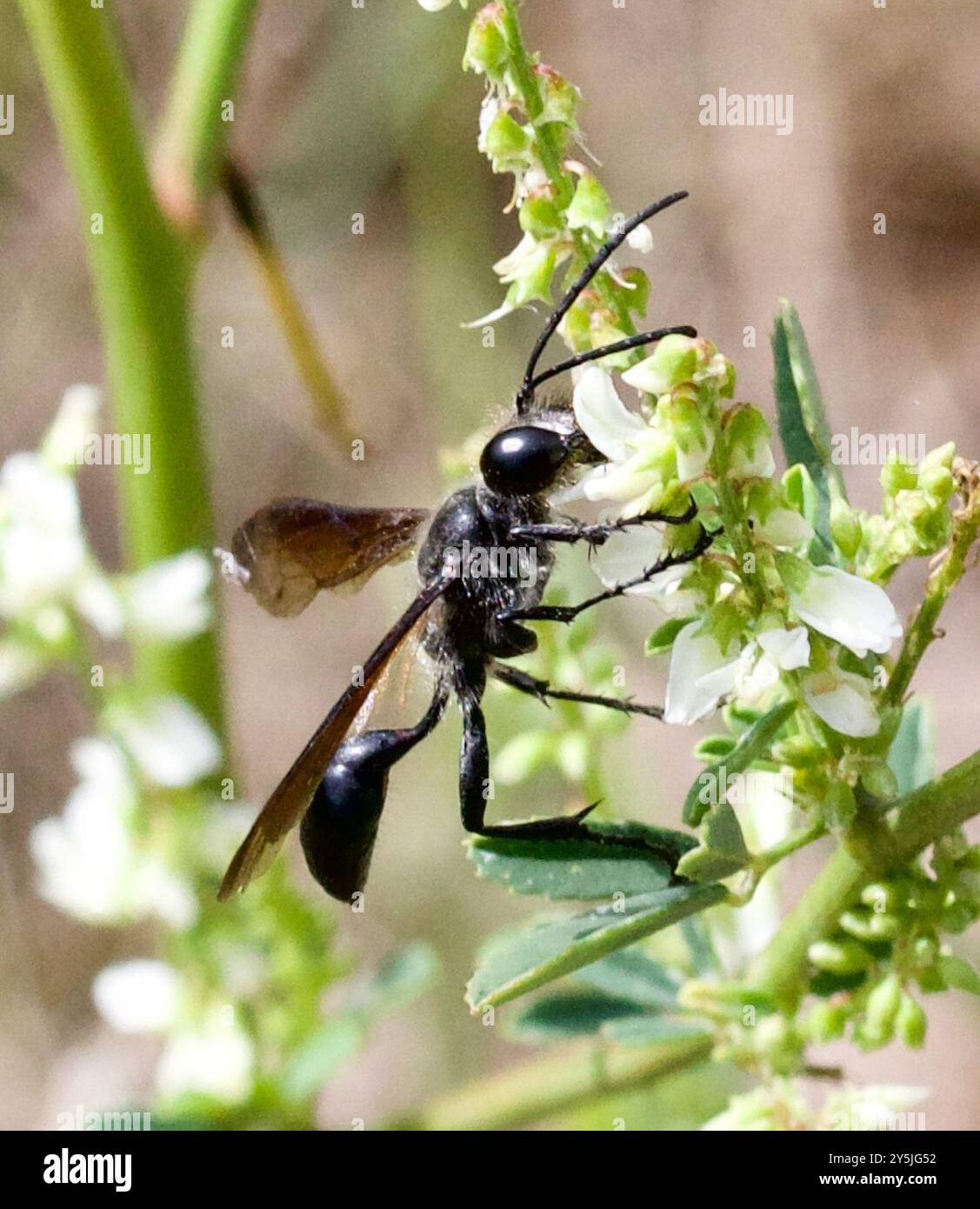 Mexican Grass-carrying Wasp (Isodontia mexicana) Insecta Stock Photo ...