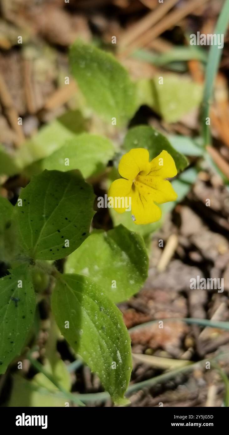 musk monkeyflower (Erythranthe moschata) Plantae Stock Photo - Alamy