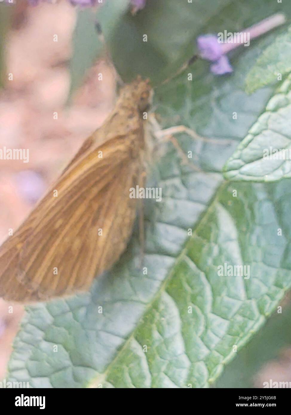 Broad-winged Skipper (Poanes viator) Insecta Stock Photo - Alamy