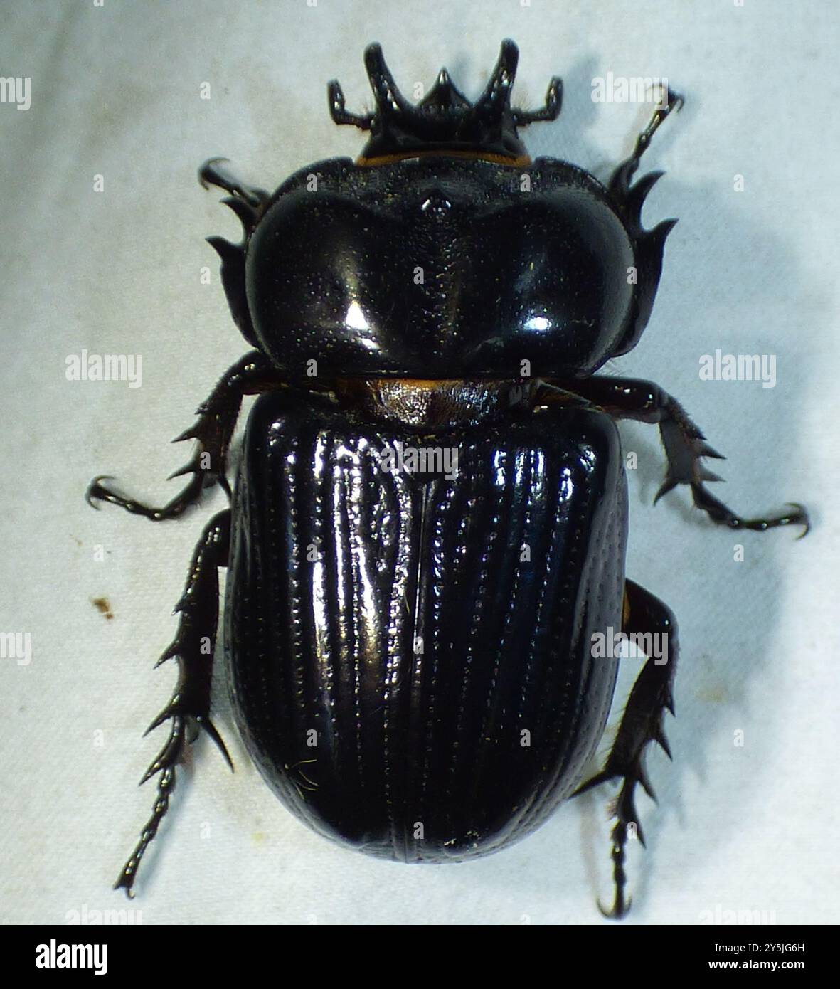 Triceratops Beetle (Phileurus truncatus) Insecta Stock Photo - Alamy