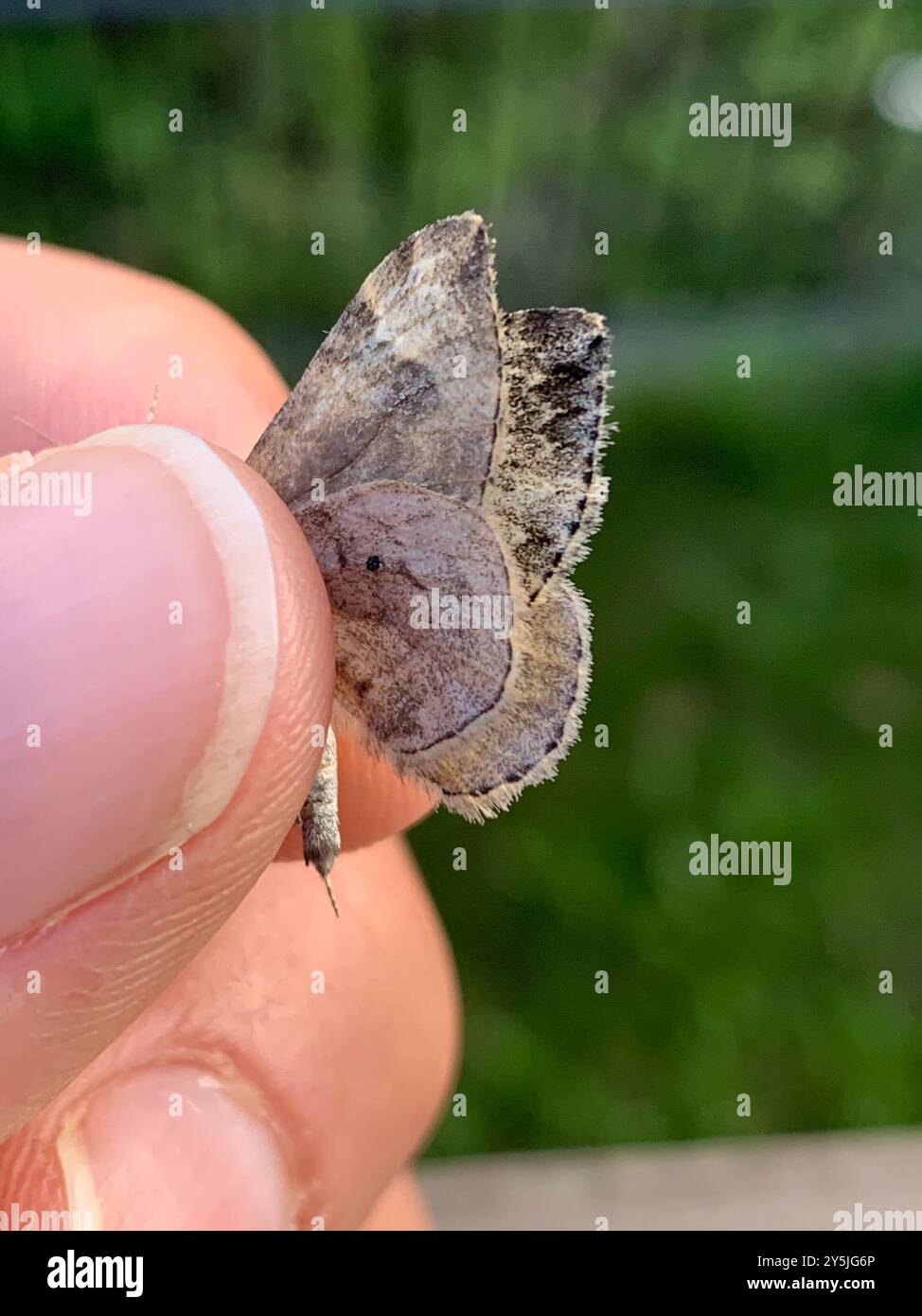 Geometer Moths (Geometridae) Insecta Stock Photo - Alamy