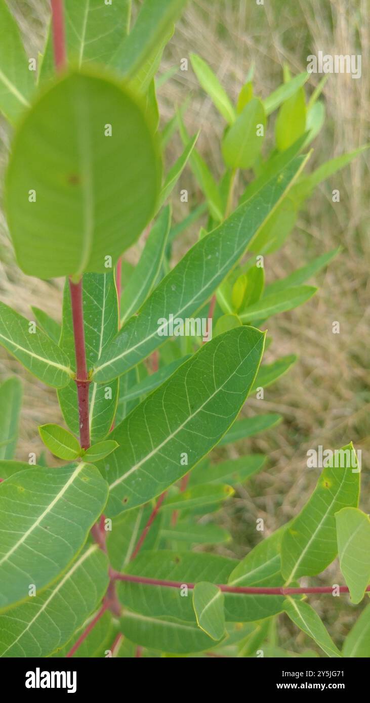 hemp dogbane (Apocynum cannabinum) Plantae Stock Photo - Alamy