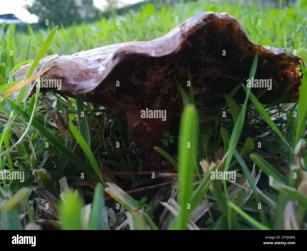 Slippery Jacks (Suillus) Fungi Stock Photo - Alamy