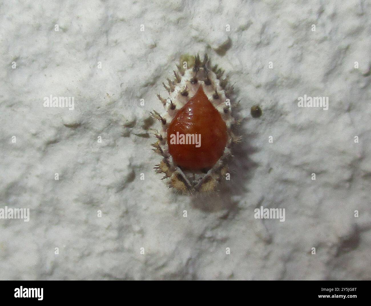 Scale-feeding Lady Beetles (Chilocorinae) Insecta Stock Photo - Alamy