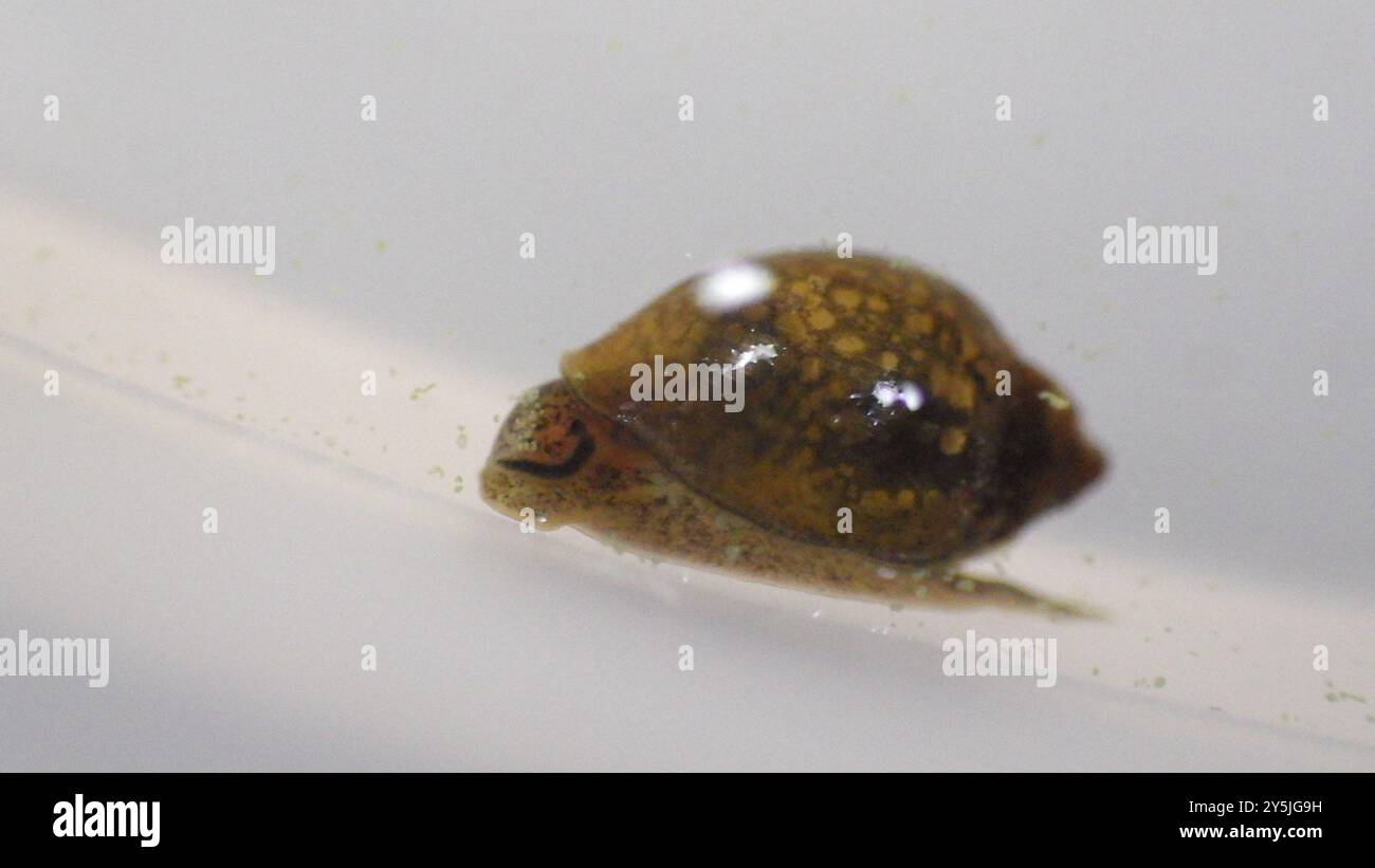 Bladder Snails (Physidae) Mollusca Stock Photo - Alamy