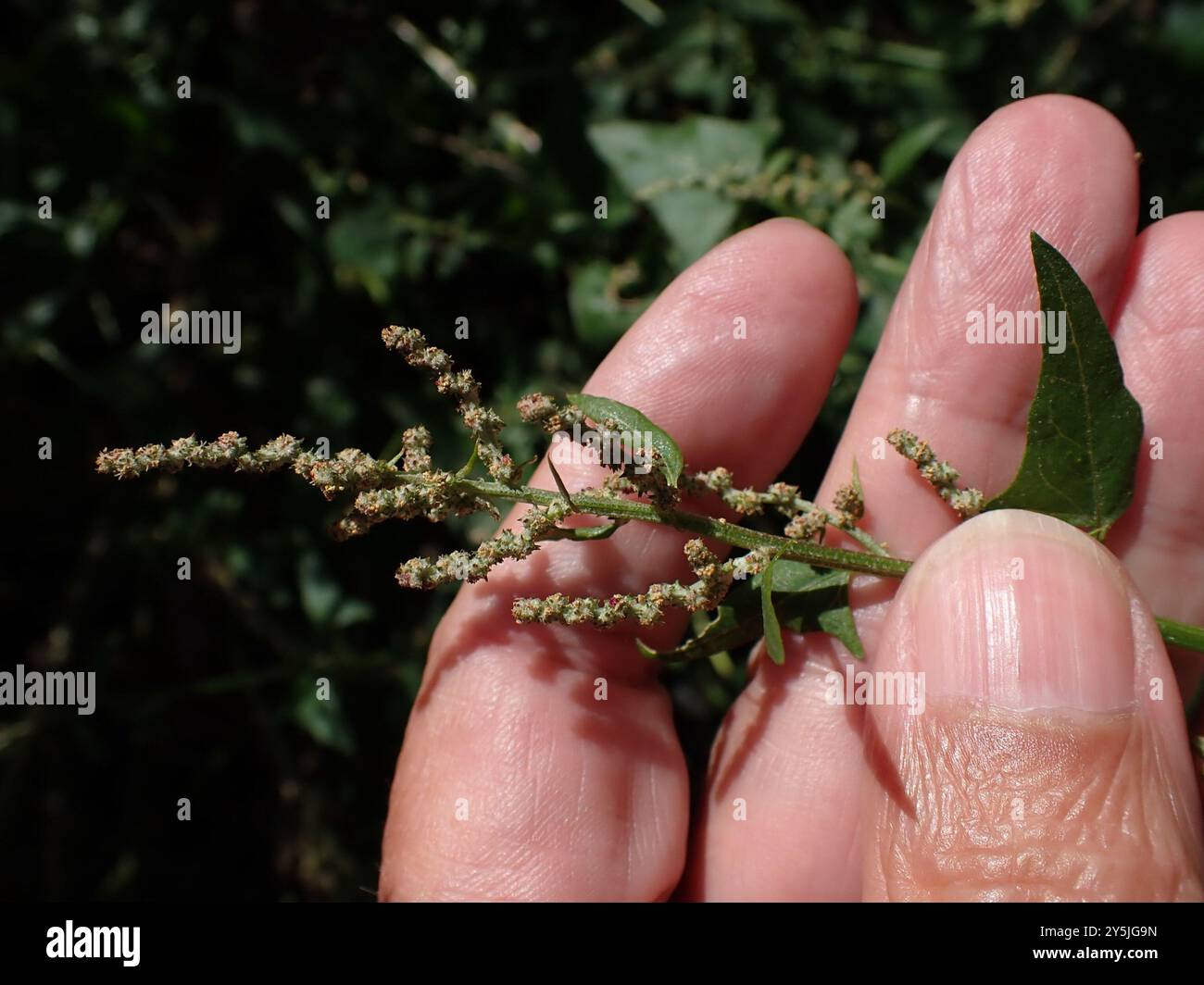 Common Orache (Atriplex patula) Plantae Stock Photo - Alamy