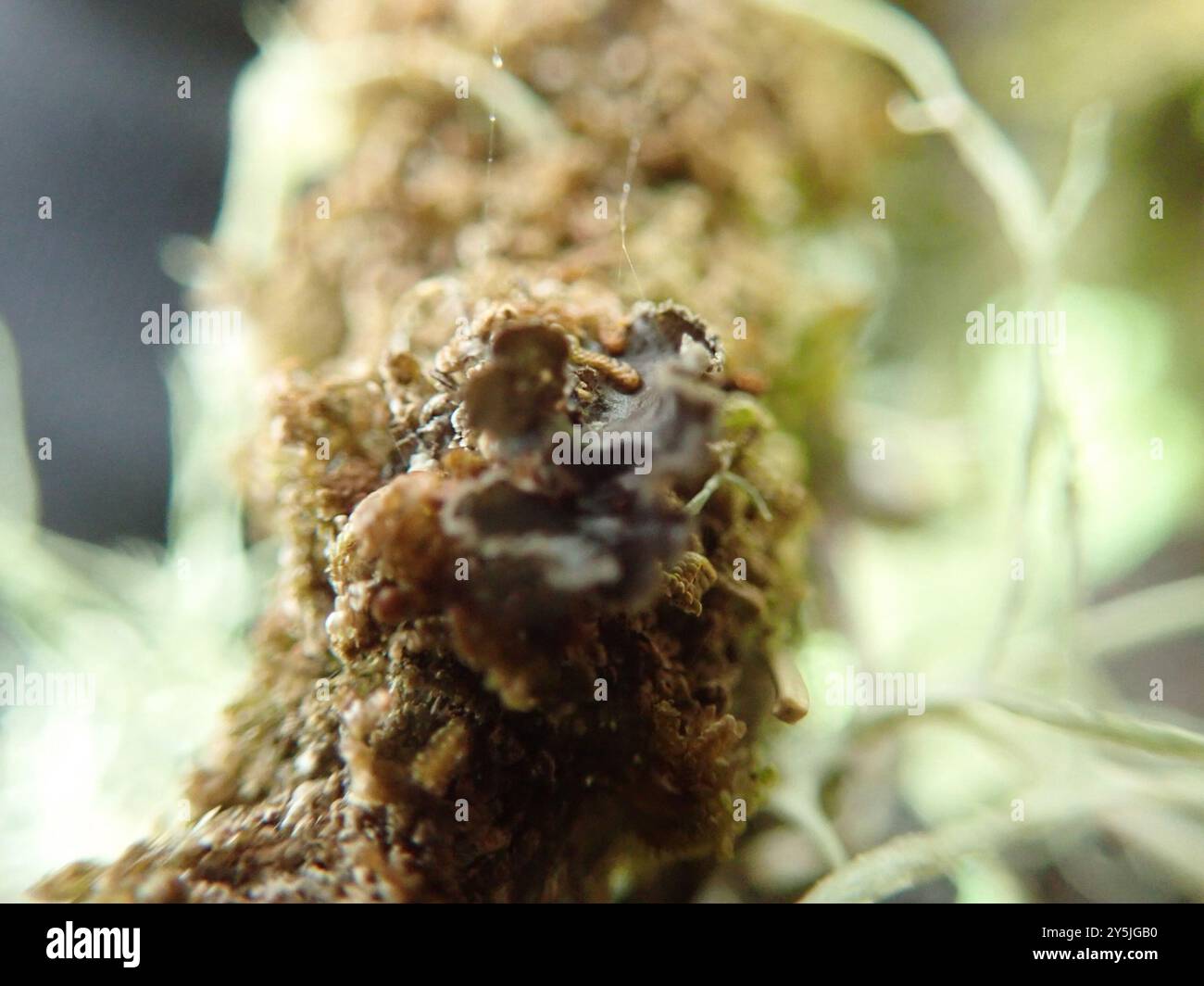 Powdered Moon Lichen (Sticta limbata) Fungi Stock Photo - Alamy