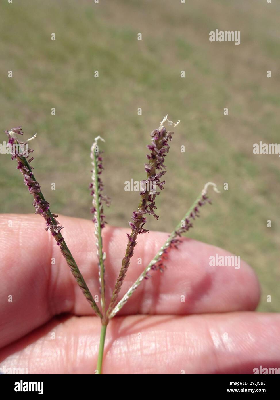 Bermuda grass (Cynodon dactylon) Plantae Stock Photo - Alamy