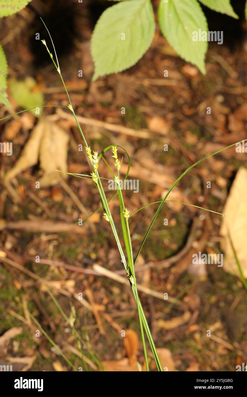 Remote Sedge (Carex remota) Plantae Stock Photo - Alamy