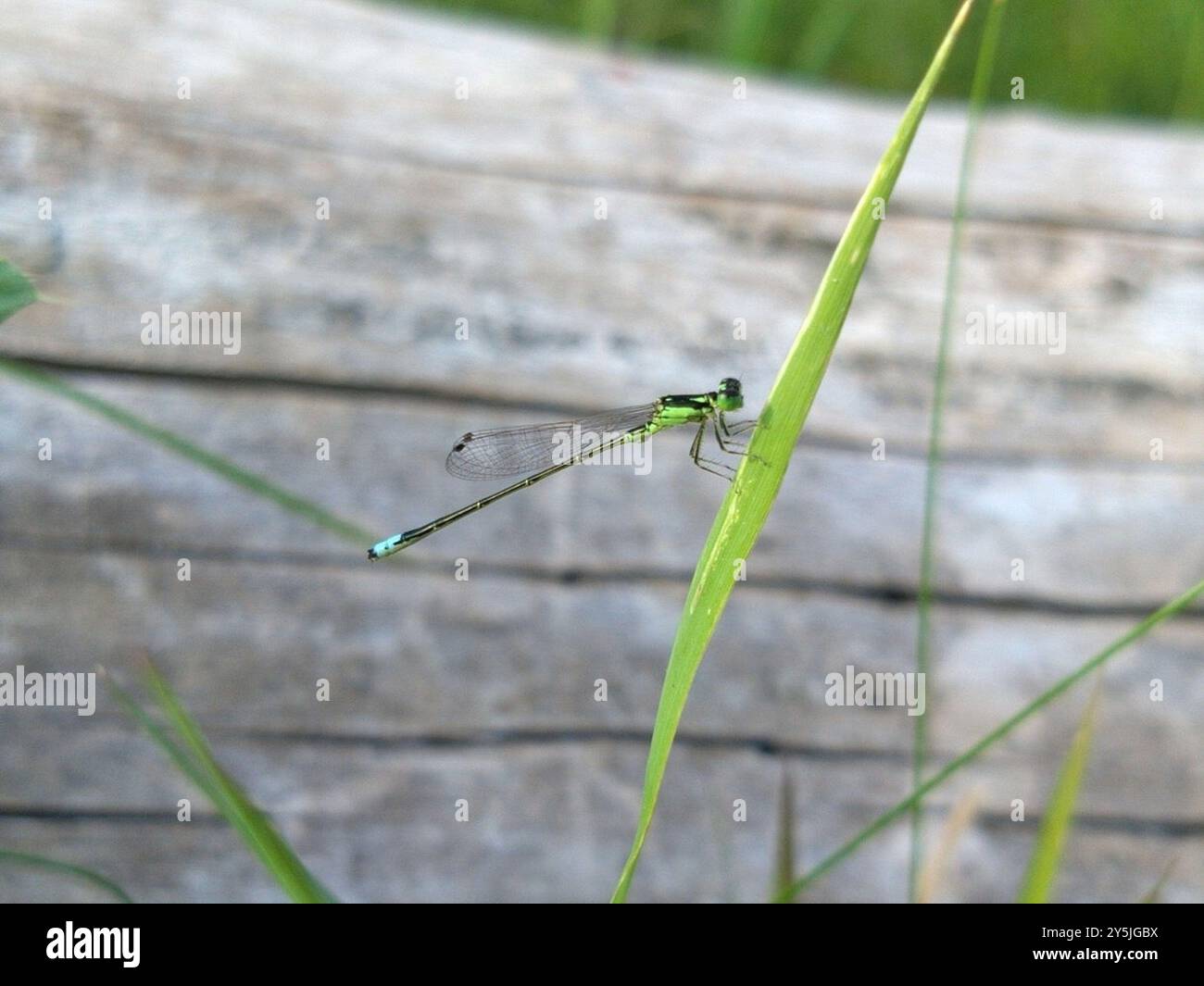 Eastern Forktail (Ischnura verticalis) Insecta Stock Photo - Alamy