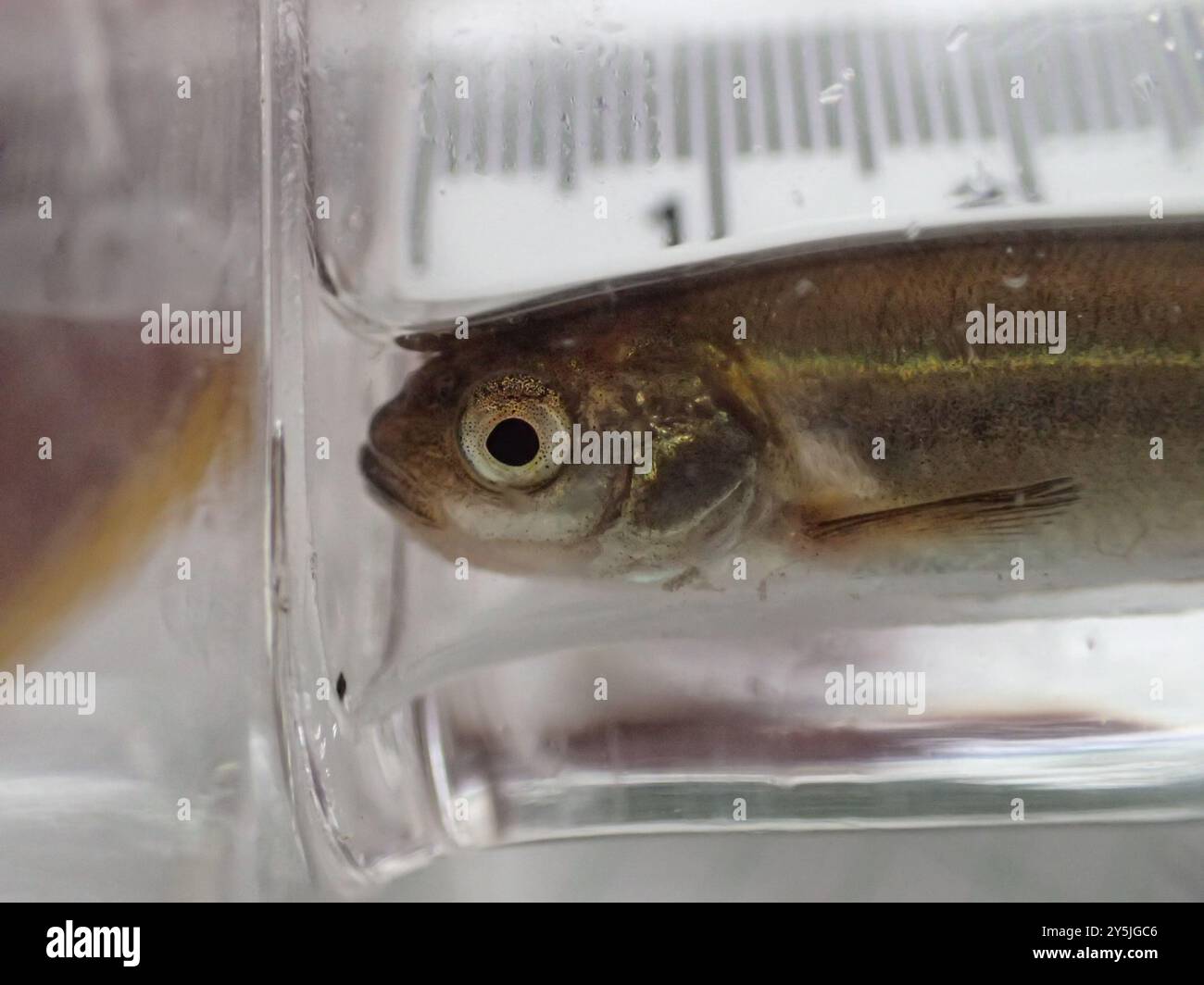 Northern Pearl Dace (Margariscus nachtriebi) Actinopterygii Stock Photo ...