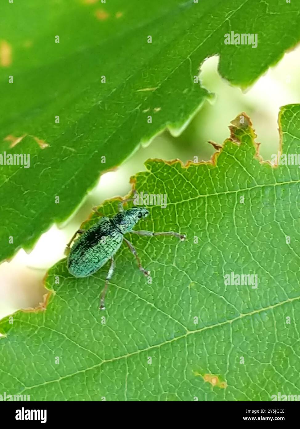 Green Immigrant Leaf Weevil (Polydrusus formosus) Insecta Stock Photo ...