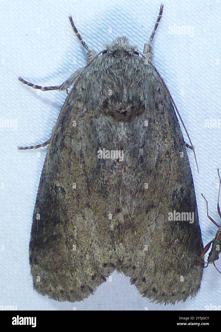 Variable Oakleaf Caterpillar Moth (Lochmaeus manteo) Insecta Stock ...