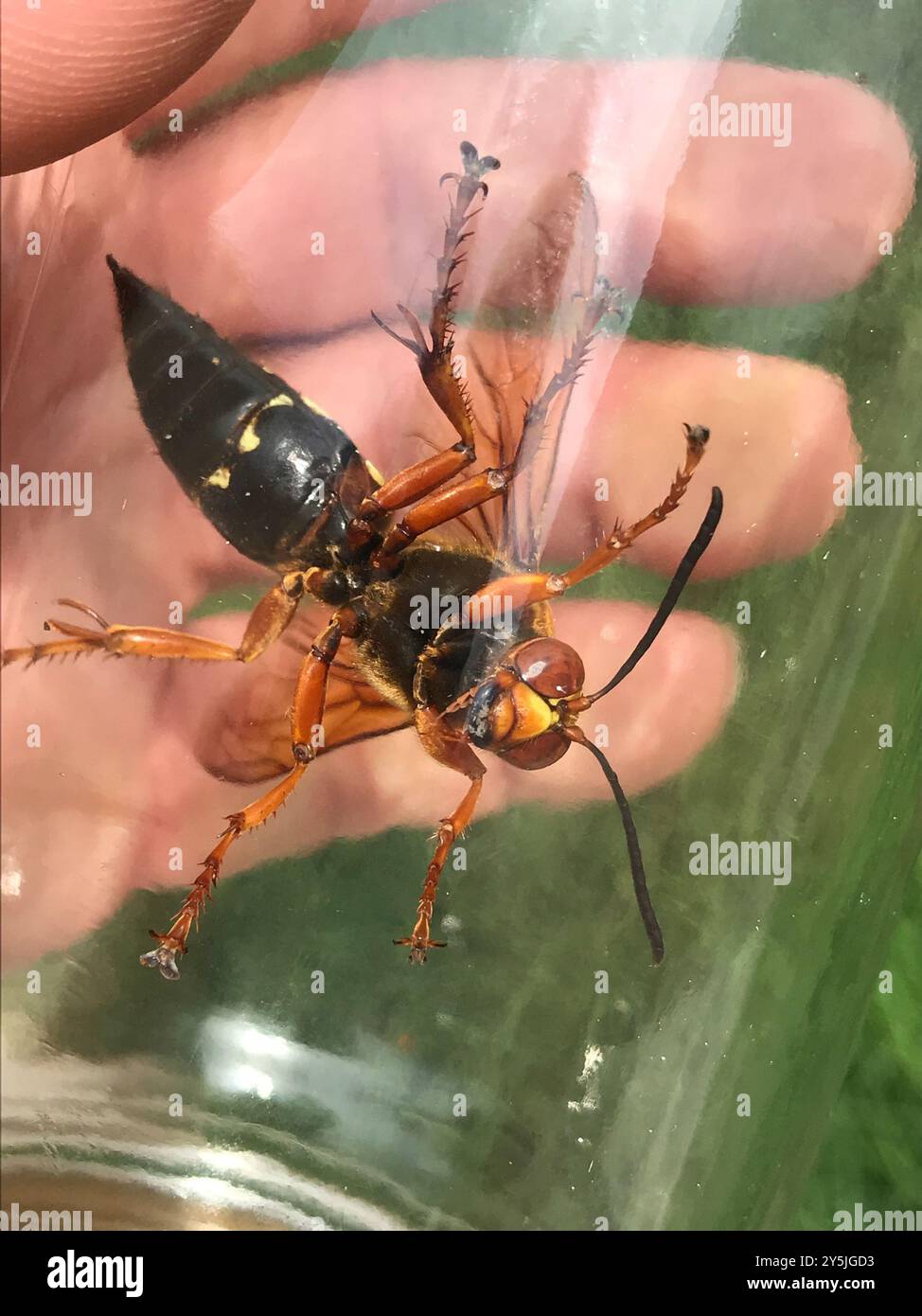 Eastern Cicada-killer Wasp (Sphecius speciosus) Insecta Stock Photo - Alamy