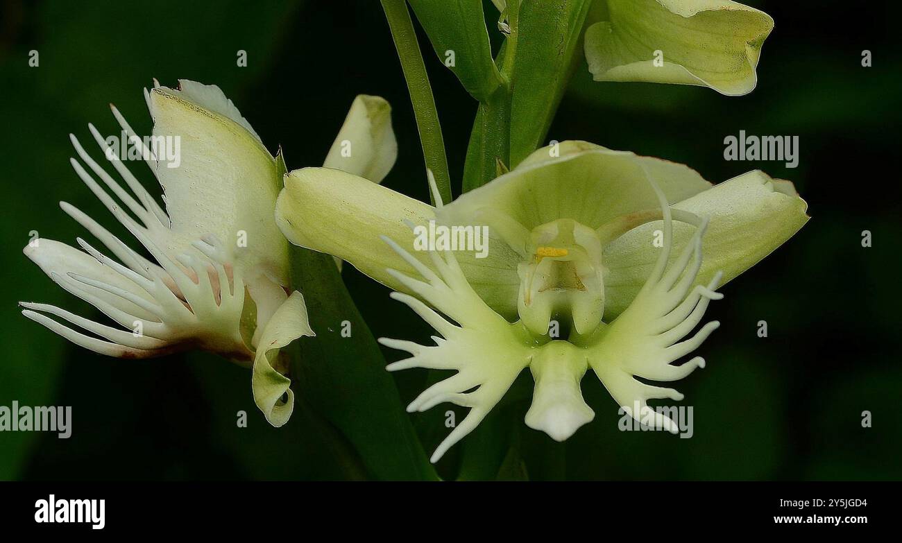 (Pecteilis gigantea) Plantae Stock Photo - Alamy
