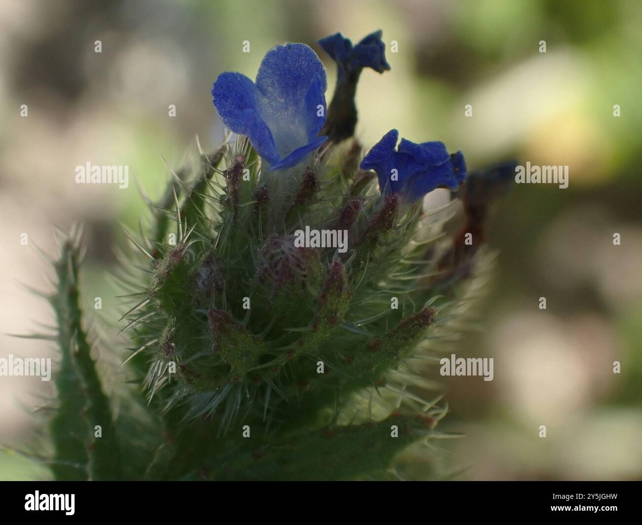 small bugloss (Anchusa arvensis) Plantae Stock Photo - Alamy