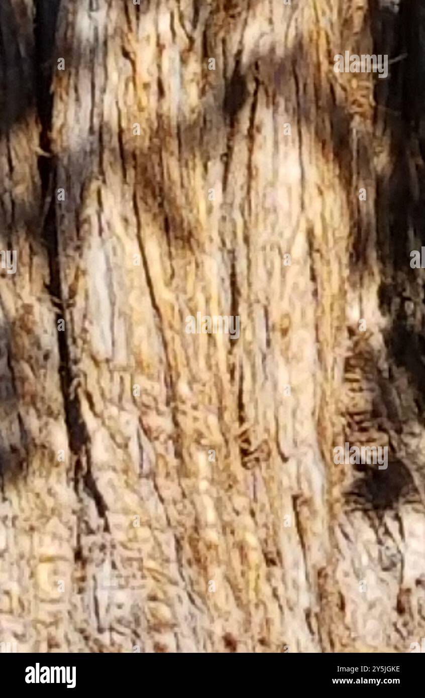 Sierra juniper (Juniperus grandis) Plantae Stock Photo - Alamy