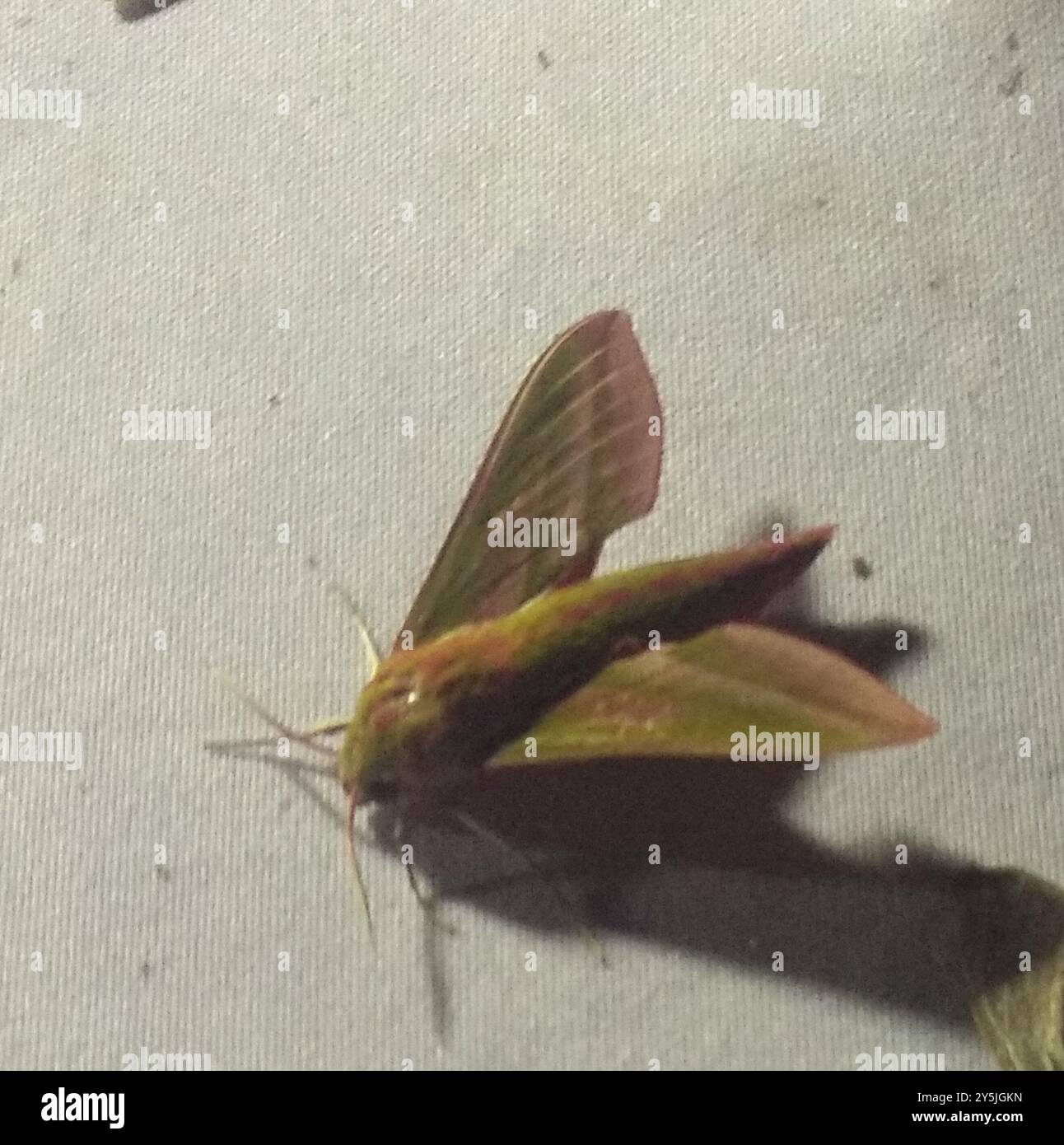 Elephant Hawkmoth (Deilephila elpenor) Insecta Stock Photo - Alamy