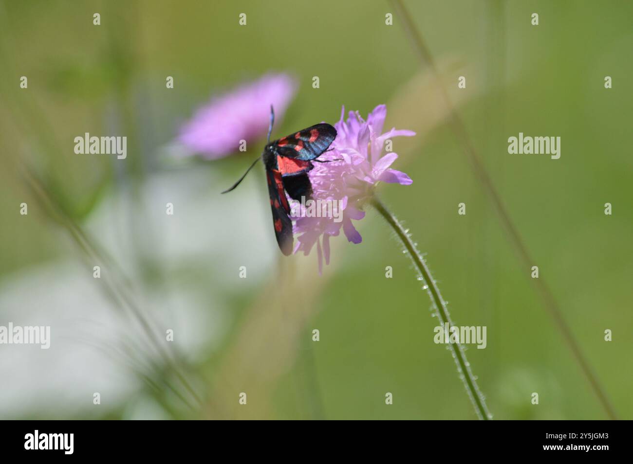 narrow-bordered five-spot burnet (Zygaena lonicerae) Insecta Stock ...