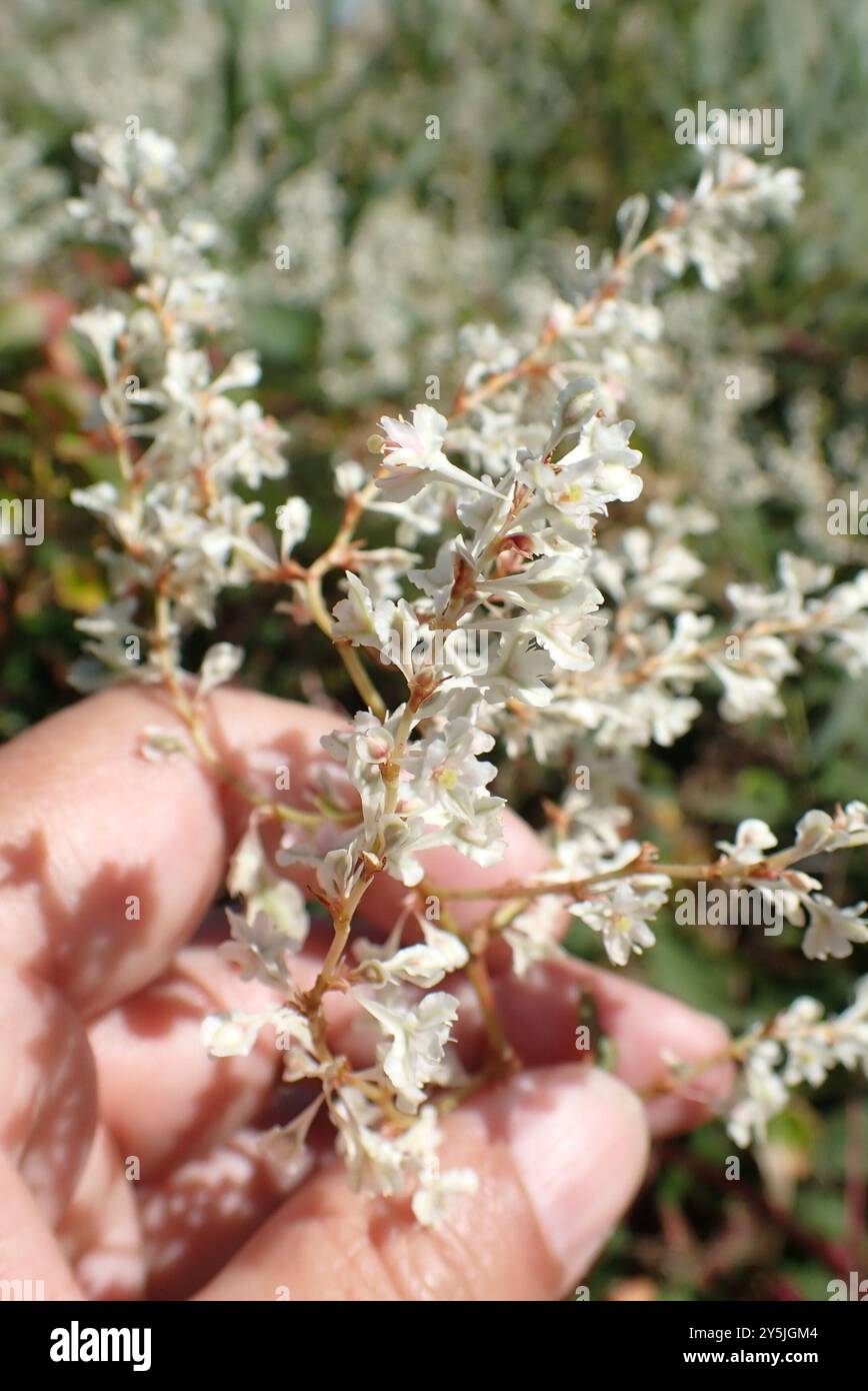 Bukhara Fleeceflower (Fallopia baldschuanica) Plantae Stock Photo - Alamy