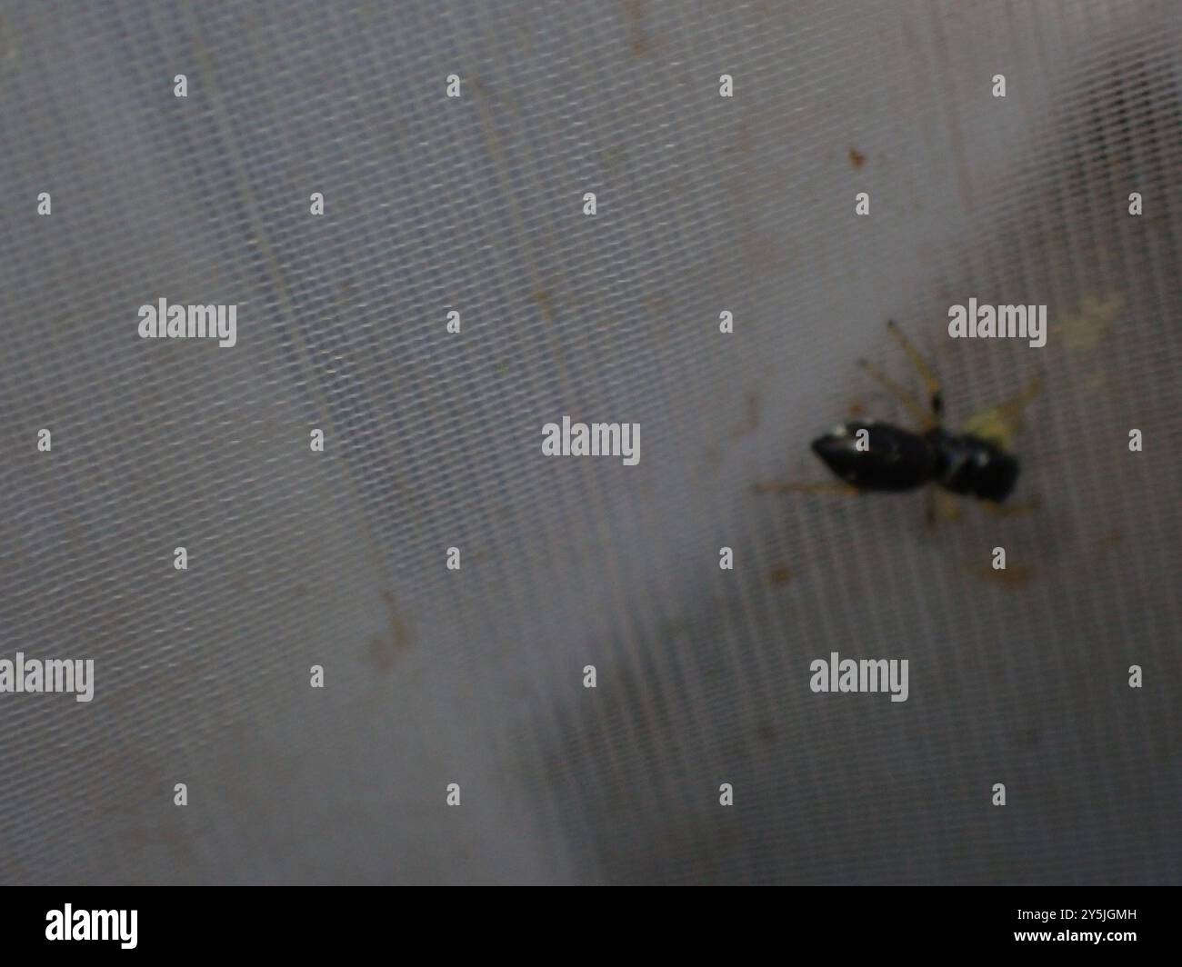Sun Jumping Spiders (Heliophanus) Arachnida Stock Photo - Alamy