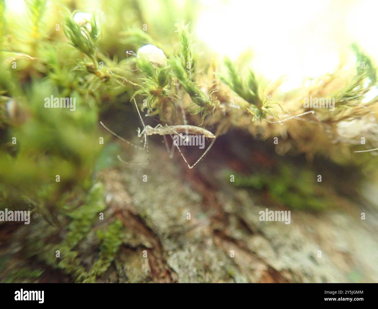 Thread legged bugs hi-res stock photography and images - Alamy