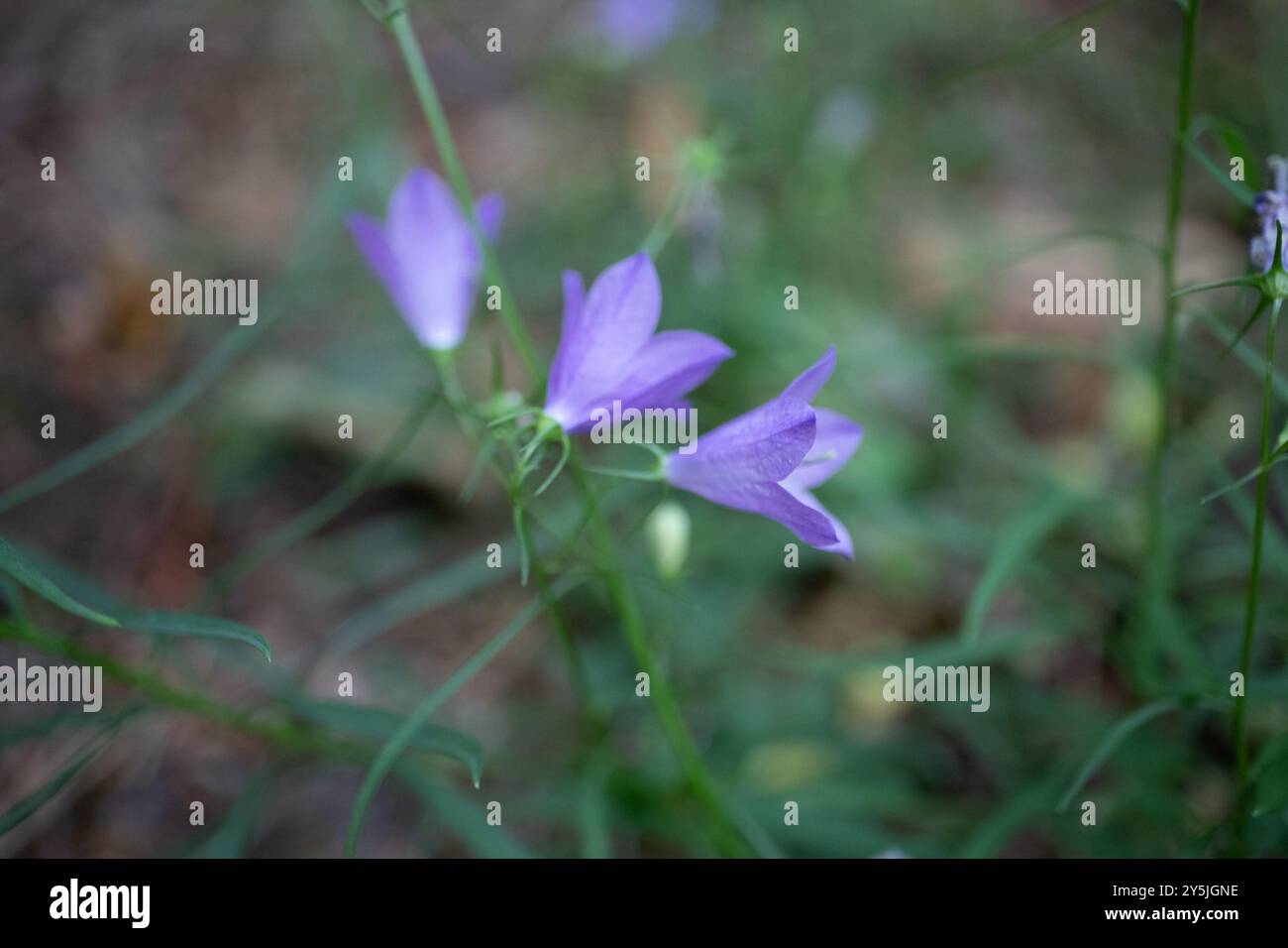 Common Harebell (Campanula rotundifolia) Plantae Stock Photo - Alamy