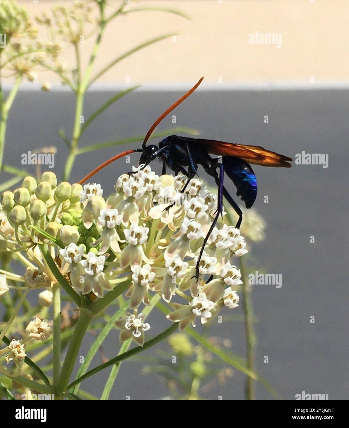 New World Tarantula-hawk Wasps (Pepsis) Insecta Stock Photo - Alamy