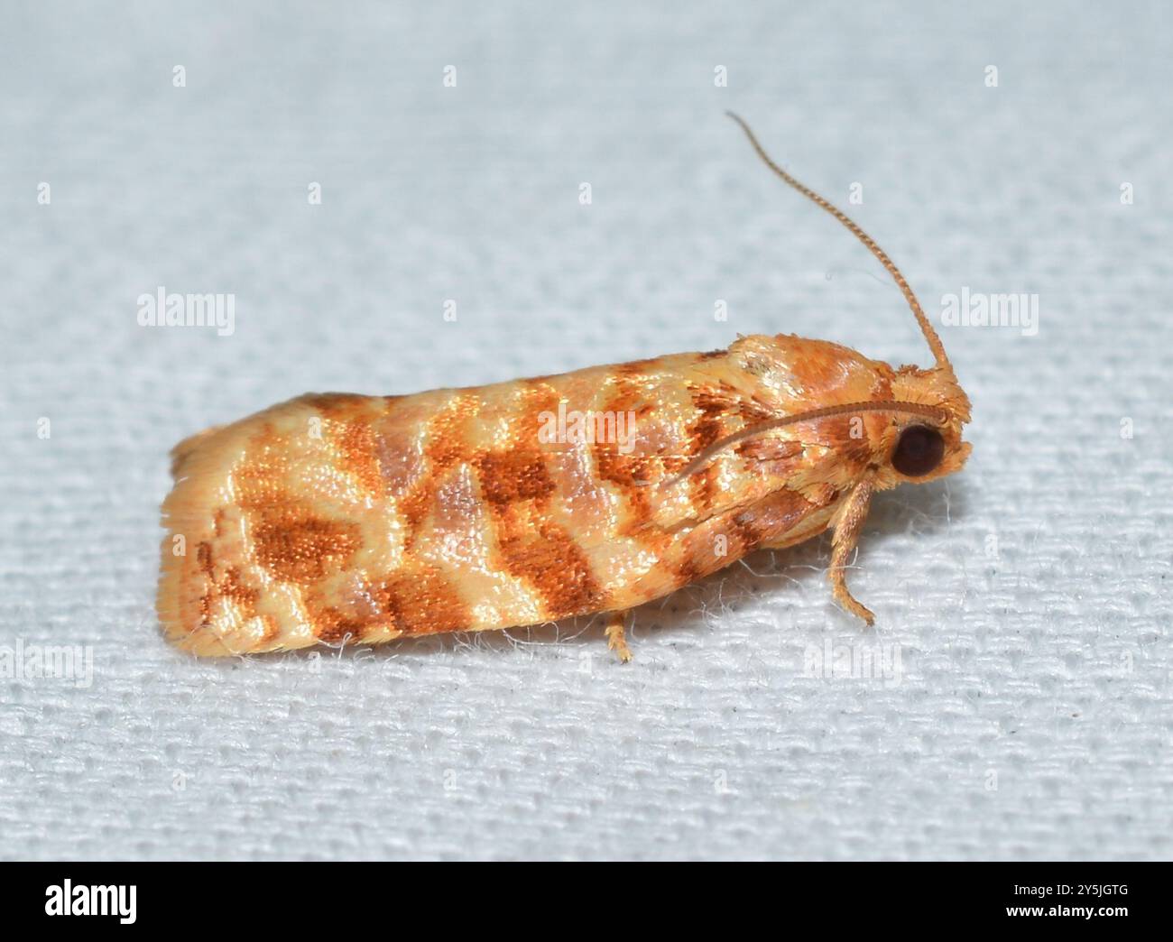 Georgia Archips Moth (Archips georgiana) Insecta Stock Photo - Alamy