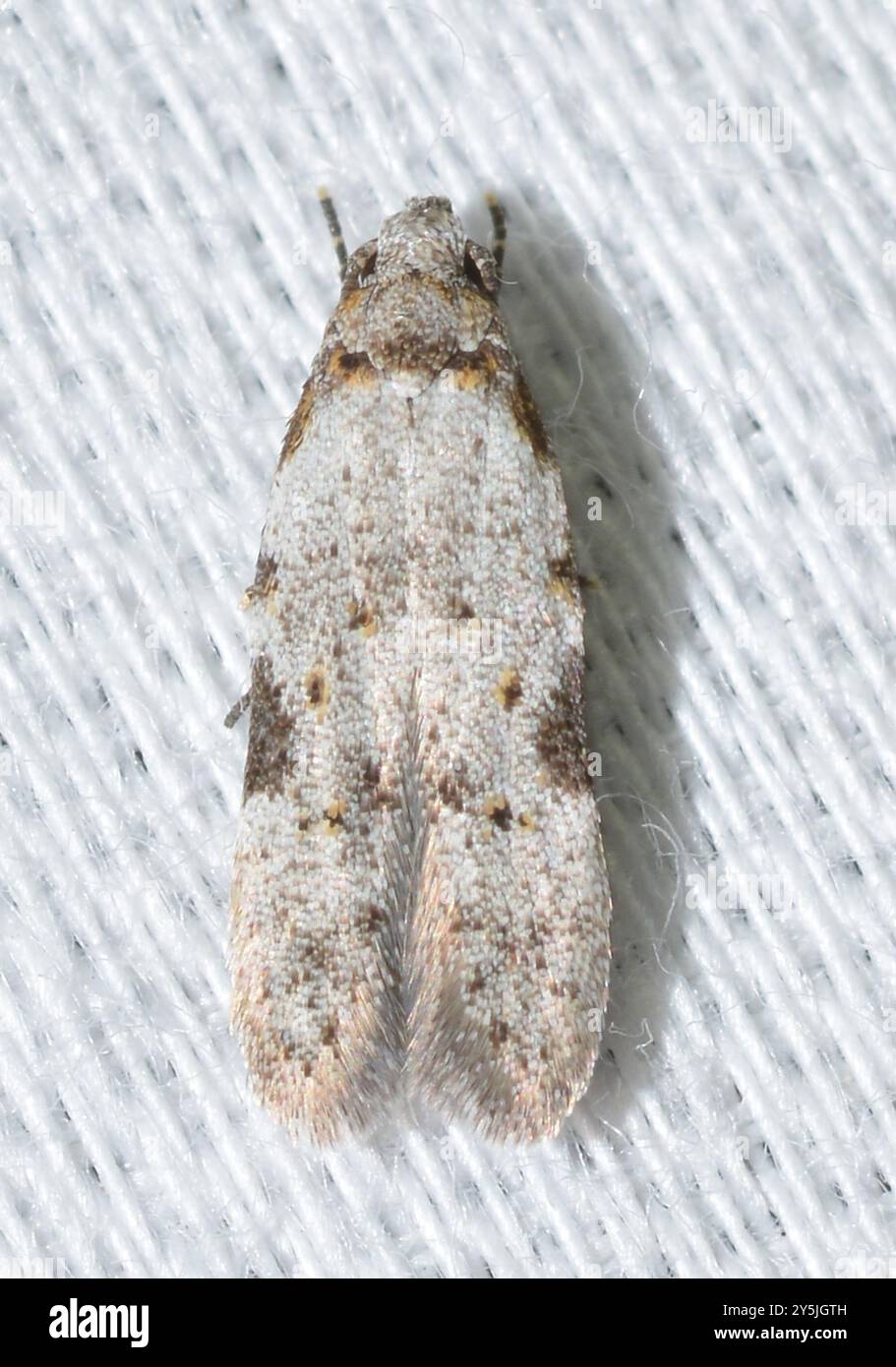 Triangle-marked Twirler Moth (Taygete attributella) Insecta Stock Photo ...