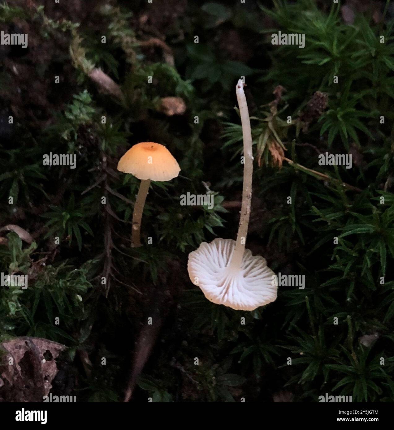 Orange Moss Navel (Rickenella fibula) Fungi Stock Photo - Alamy