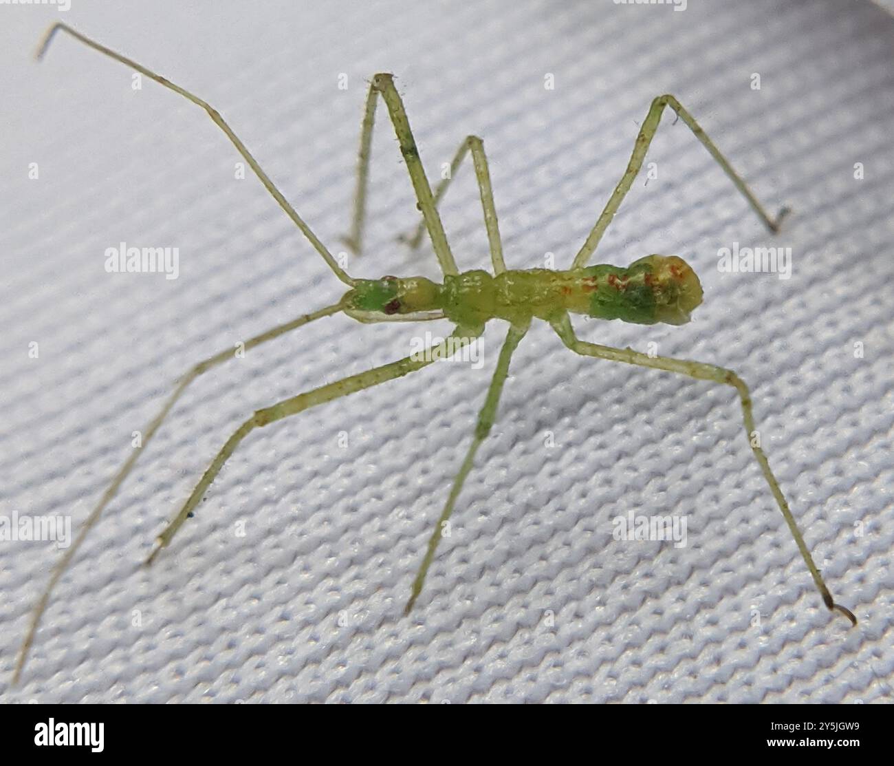 Pale Green Assassin Bug (Zelus luridus) Insecta Stock Photo - Alamy