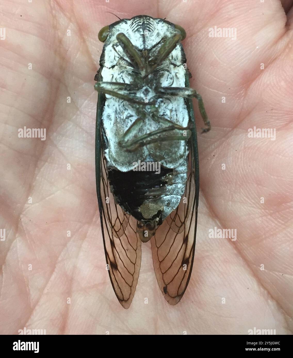 Common Swamp Cicada (Neotibicen tibicen tibicen) Insecta Stock Photo ...