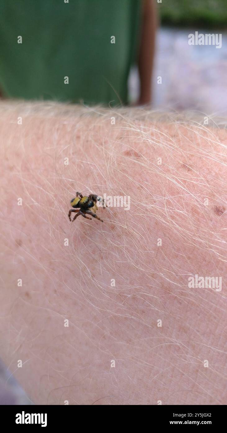 Apache Jumping Spider (Phidippus apacheanus) Arachnida Stock Photo - Alamy