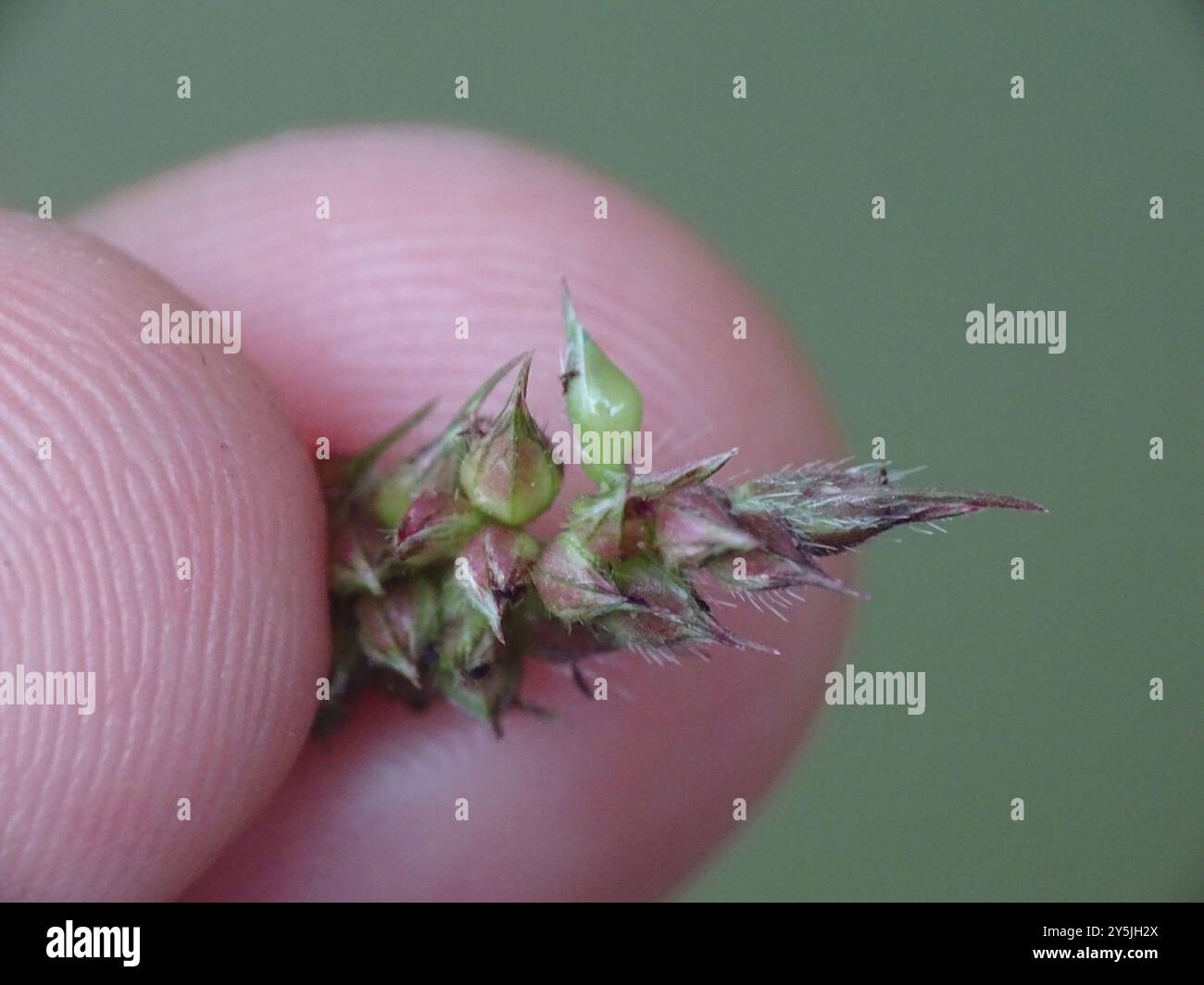 rough barnyard grass (Echinochloa muricata) Plantae Stock Photo - Alamy