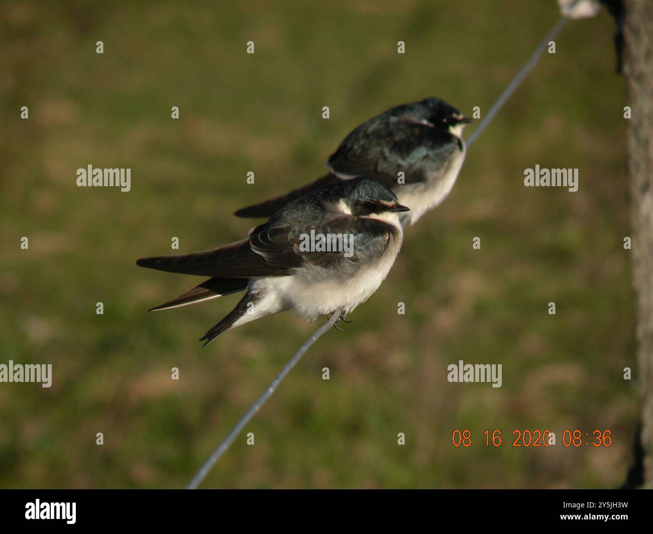 White-rumped Swallow (Tachycineta leucorrhoa) Aves Stock Photo - Alamy