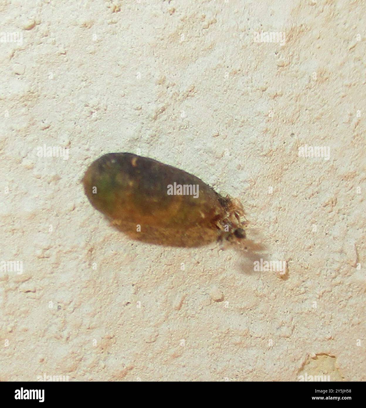 Typical Hover Flies (Syrphinae) Insecta Stock Photo - Alamy