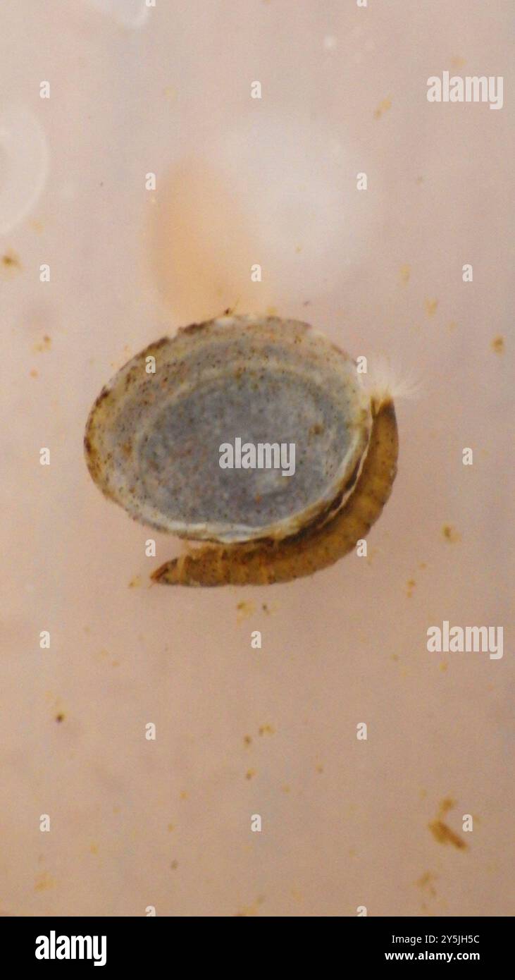 Pea Clams (Sphaeriidae) Mollusca Stock Photo - Alamy