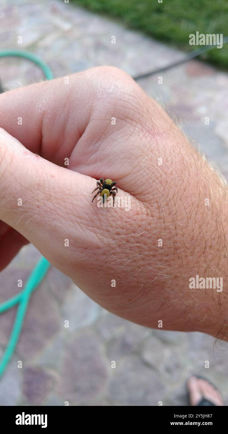 Apache Jumping Spider (Phidippus apacheanus) Arachnida Stock Photo - Alamy