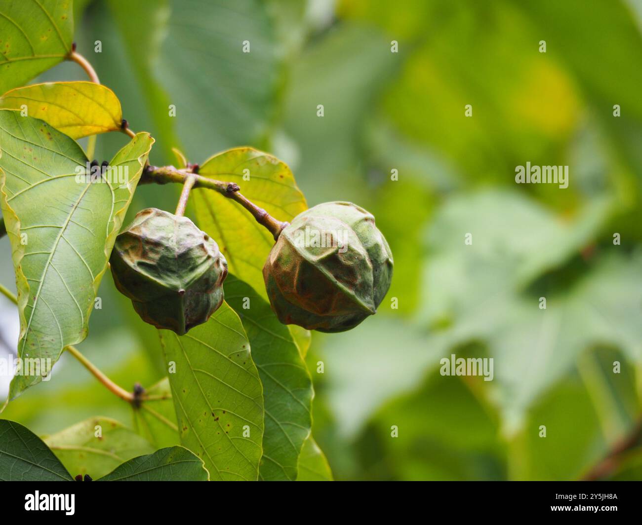 mu oil tree (Vernicia montana) Plantae Stock Photo - Alamy